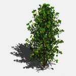 Maple Leaf Shrub 3D DWG Model for AutoCAD • Designs CAD