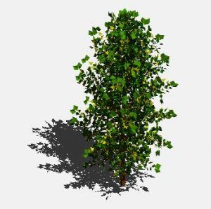 Maple Leaf Shrub 3D DWG Model for AutoCAD • Designs CAD