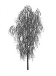 Casuarina Tree 3D MAX Model for 3D Studio Max • Designs CAD