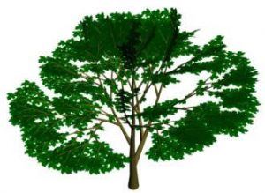 Sycamore Tree 3D MAX Model for 3D Studio Max • Designs CAD