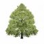 Tree - Picture For Renders 2D BMP Graphics Graphics • Designs CAD
