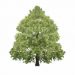 Tree - Picture For Renders 2D BMP Graphics Graphics • Designs CAD