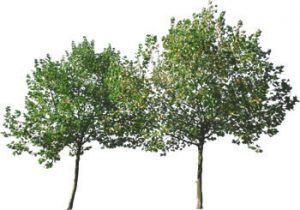 Tree - Renders Picture 2D BMP Graphics Graphics • Designs CAD