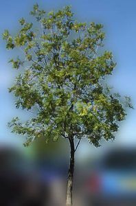 Tree - Renders Pictures 2D BMP Graphics Graphics • Designs CAD