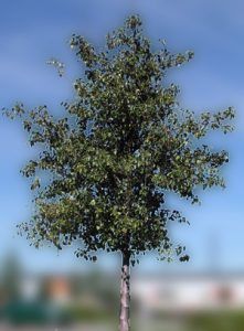 Tree - Renders Pictures 2D BMP Graphics Graphics • Designs CAD