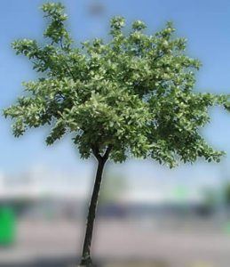 Tree - Renders Pictures 2D BMP Graphics Graphics • Designs CAD
