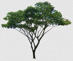 Elm Tree 2D DWG Elevation for AutoCAD • Designs CAD