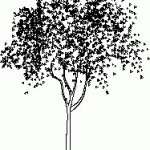 Araucaria Tree 2D DWG Elevation for AutoCAD • DesignsCAD