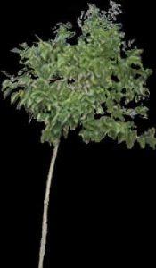 Tree Picture For Render 2D BMP Graphics Graphics • Designs CAD