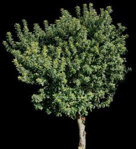 Tree Picture For Render 2D BMP Graphics Graphics • Designs CAD