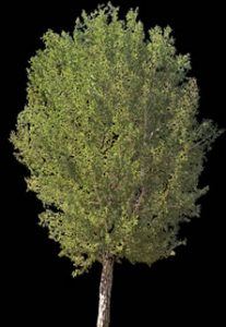 Tree Picture For Render 2D BMP Graphics Graphics • Designs CAD