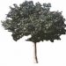 Tree Picture For Render 2D BMP Graphics Graphics • Designs CAD