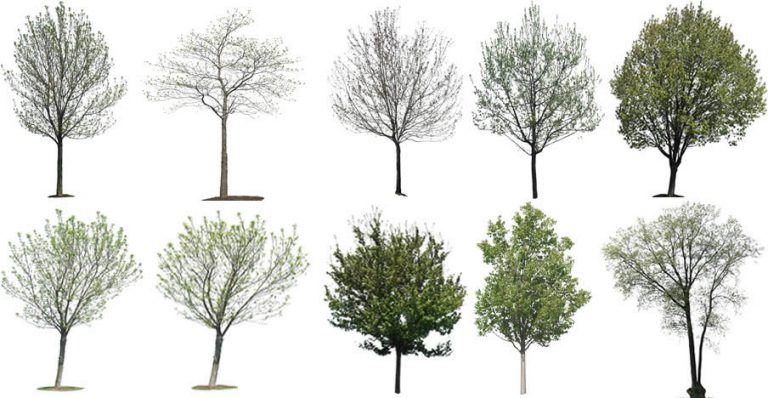 Trees 2D BMP Graphics Graphics • Designs CAD
