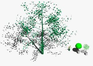 Silver Birch Tree 3D DWG Model for AutoCAD • Designs CAD