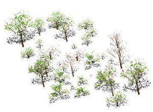 Acacia Tree 3D SKP Model for SketchUp • Designs CAD