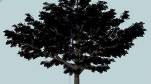 English Yew Tree 3D SKP Model for SketchUp • Designs CAD