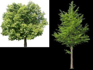 Trees And Plants 2D BMP Graphics Graphics • Designs CAD