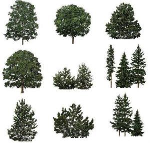 Trees In Elevation DWG Elevation for AutoCAD | DesignsCAD