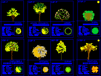 Yellow Color Flowering Trees and Shrubs with Details and Dimensions 2D ...