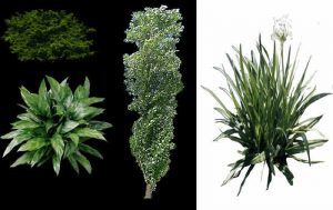 Shrubs 2D BMP Graphics Graphics • Designs CAD