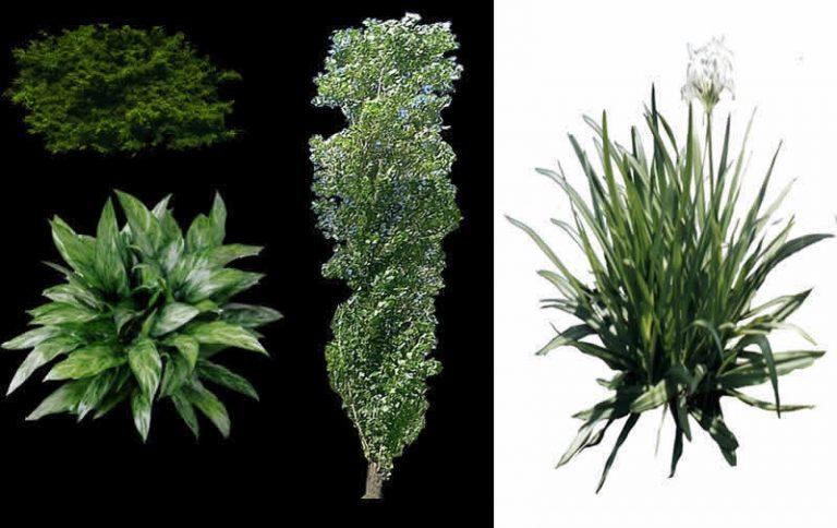 Shrubs 2D BMP Graphics Graphics • Designs CAD