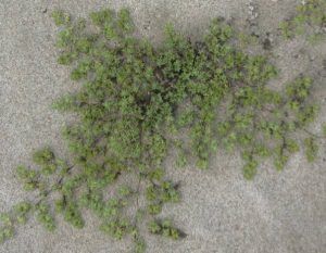 Texture Plants On The Sand 2D BMP Full Project Graphics • Designs CAD