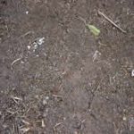 Vegetable Ground 2D BMP Graphics Graphics • Designs CAD