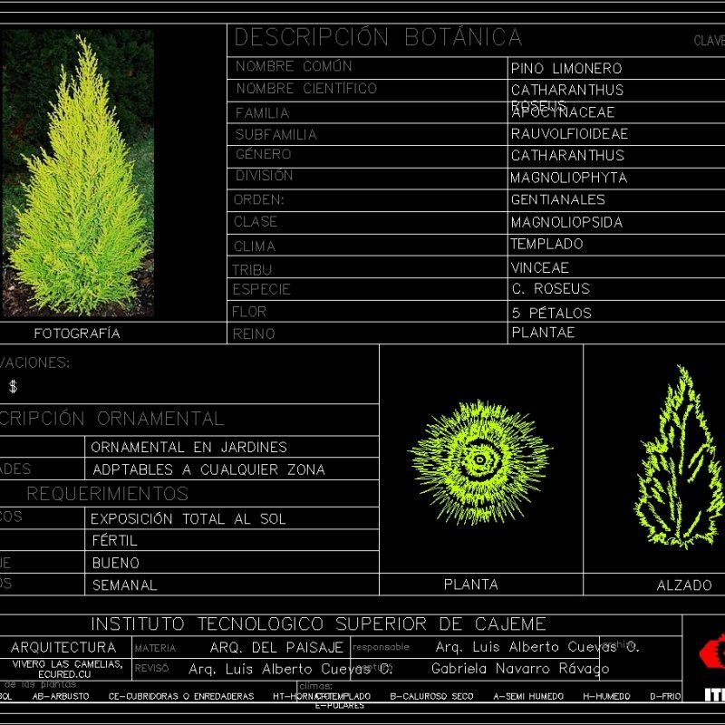 Lemon Pine 2D DWG Plan for AutoCAD • Designs CAD