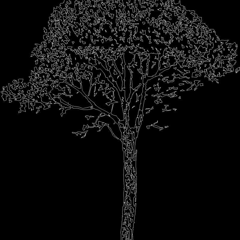 Trees - Elevation DWG Elevation for AutoCAD | DesignsCAD