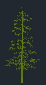 Tall Pine Tree 2D DWG Block for Autocad • Designs CAD